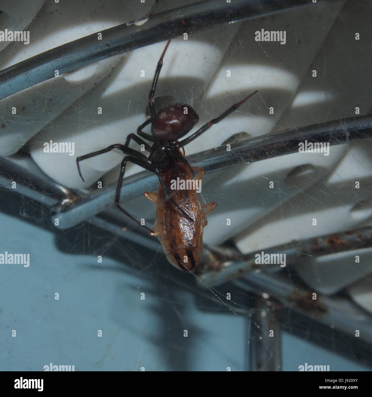 Spider webs caught the cockroach, kill it and eat it. Macro Stock Photo ...