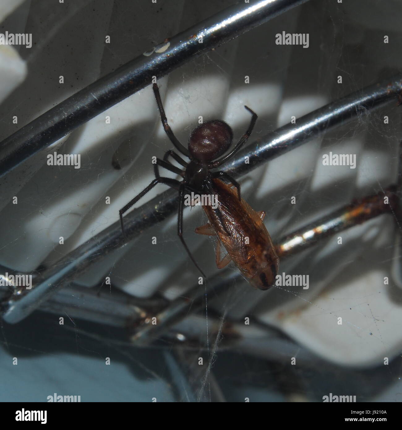 Spider webs caught the cockroach, kill it and eat it. Macro Stock Photo ...