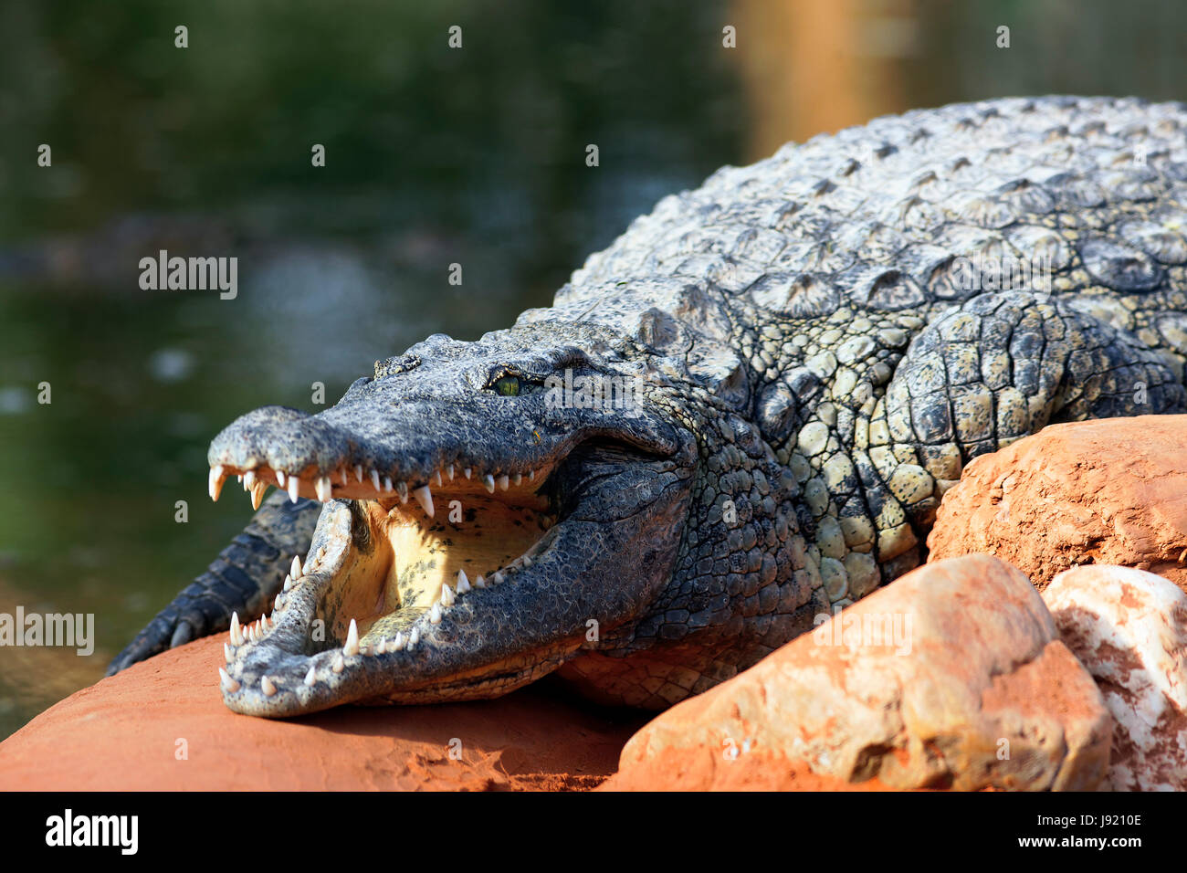 animal, reptile, amphibian, wild, crocodile, alligator, dangerous ...