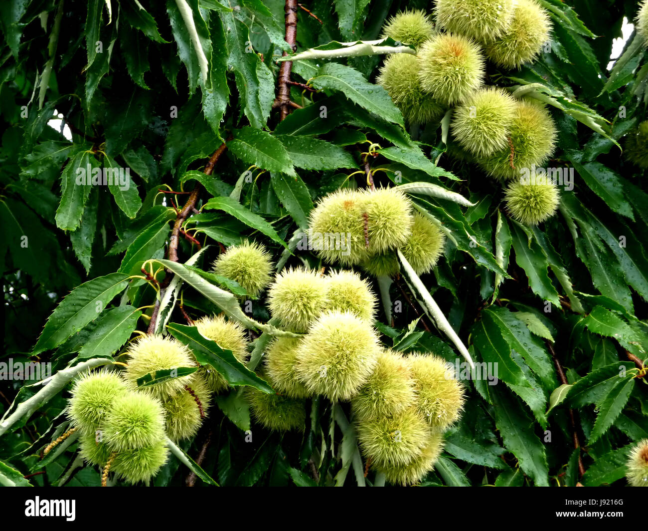 Chestnut tree with immature young chestnut fruit at sunny summer day ...