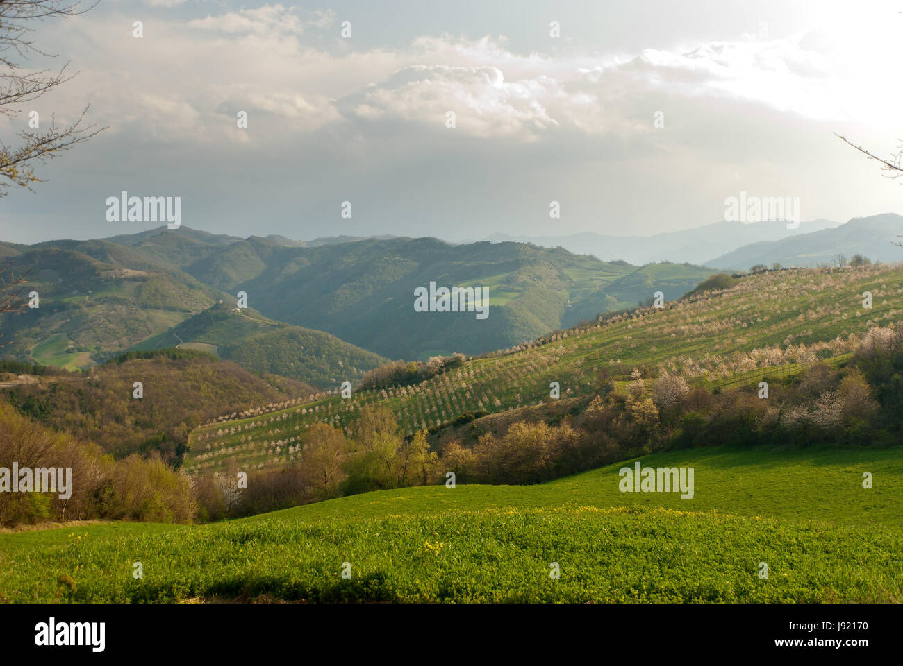 tree, agriculture, farming, flower, flowers, plant, cherry, italy ...