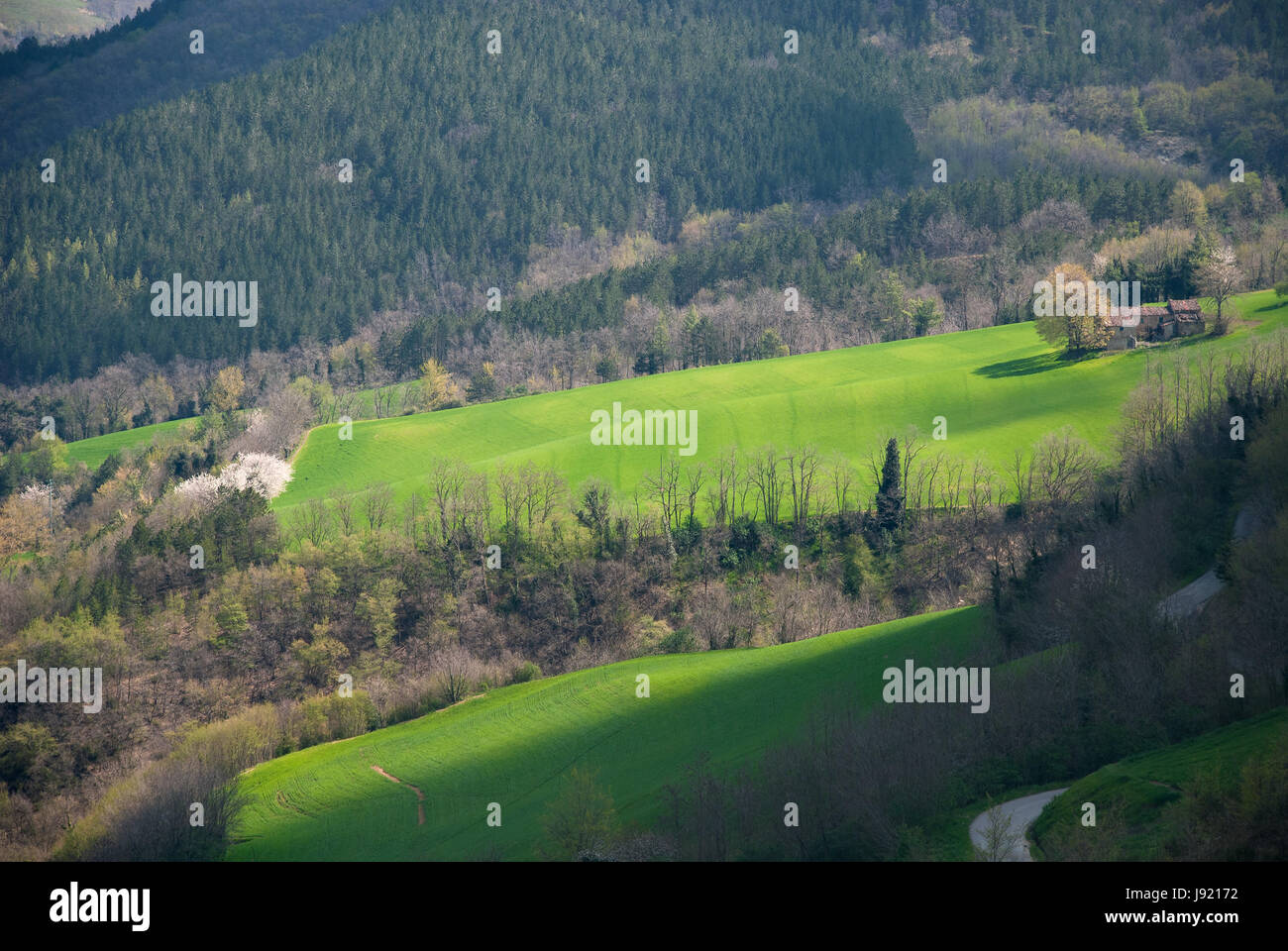environment, enviroment, tree, spring, bouncing, bounces, hop, skipping ...