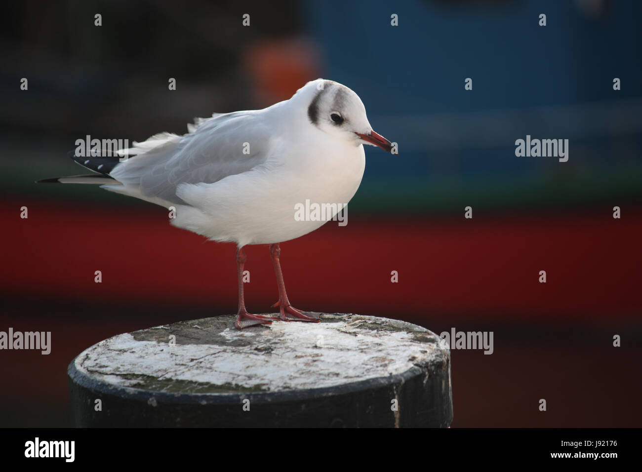 Seagull Types High Resolution Stock Photography and Images - Alamy