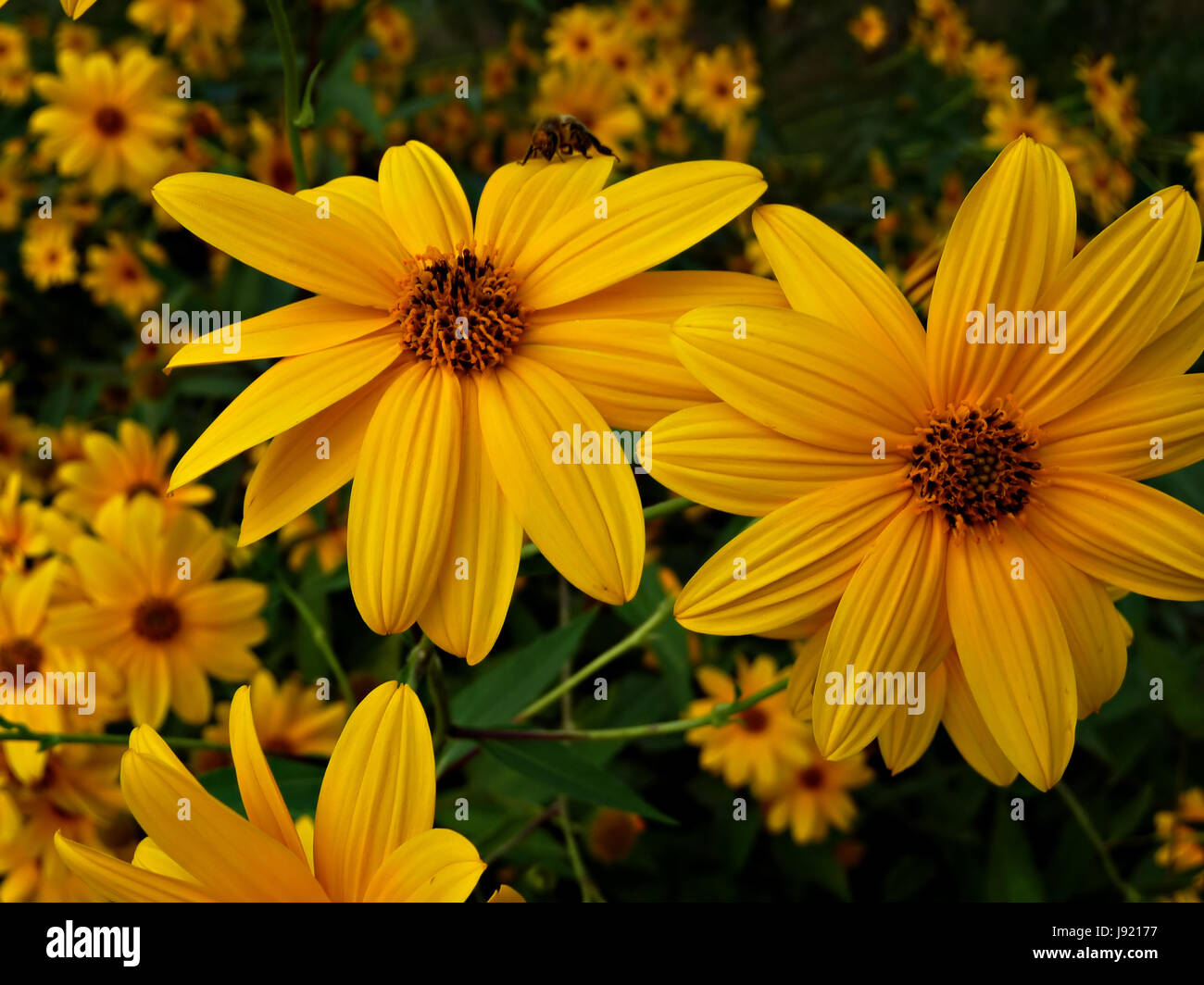 Yellow flowers at bright sunny summer day Stock Photo - Alamy