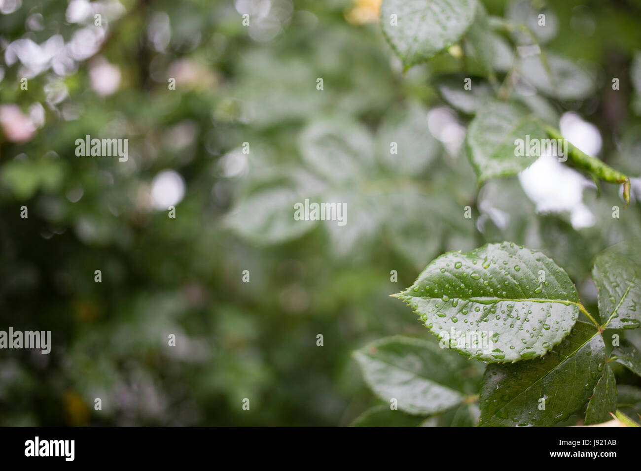 Backdrop with a leaf. Leaf with drops located on the blur background ...