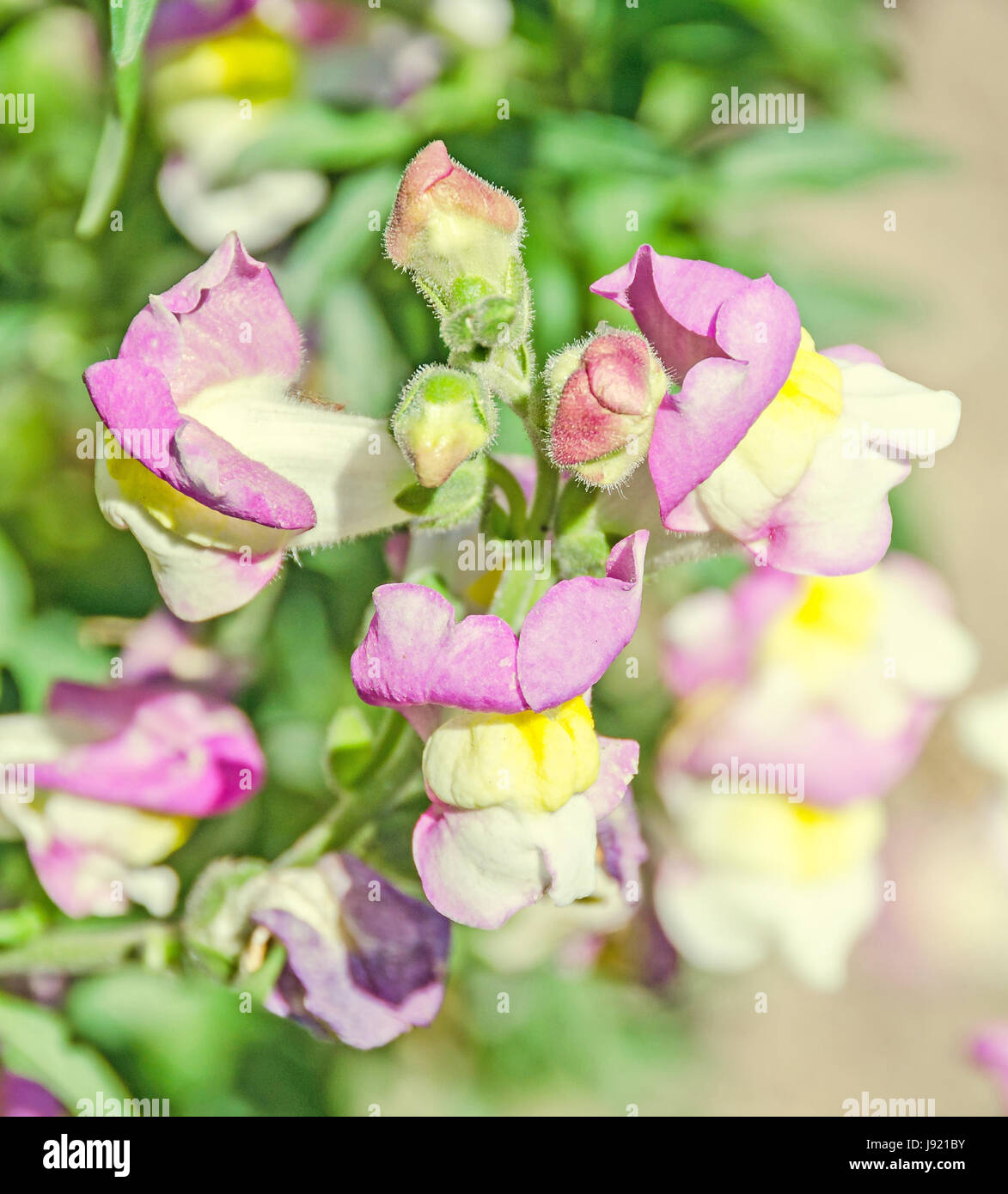 Pink with yellow Antirrhinums, dragon flowers or snapdragons, close up ...