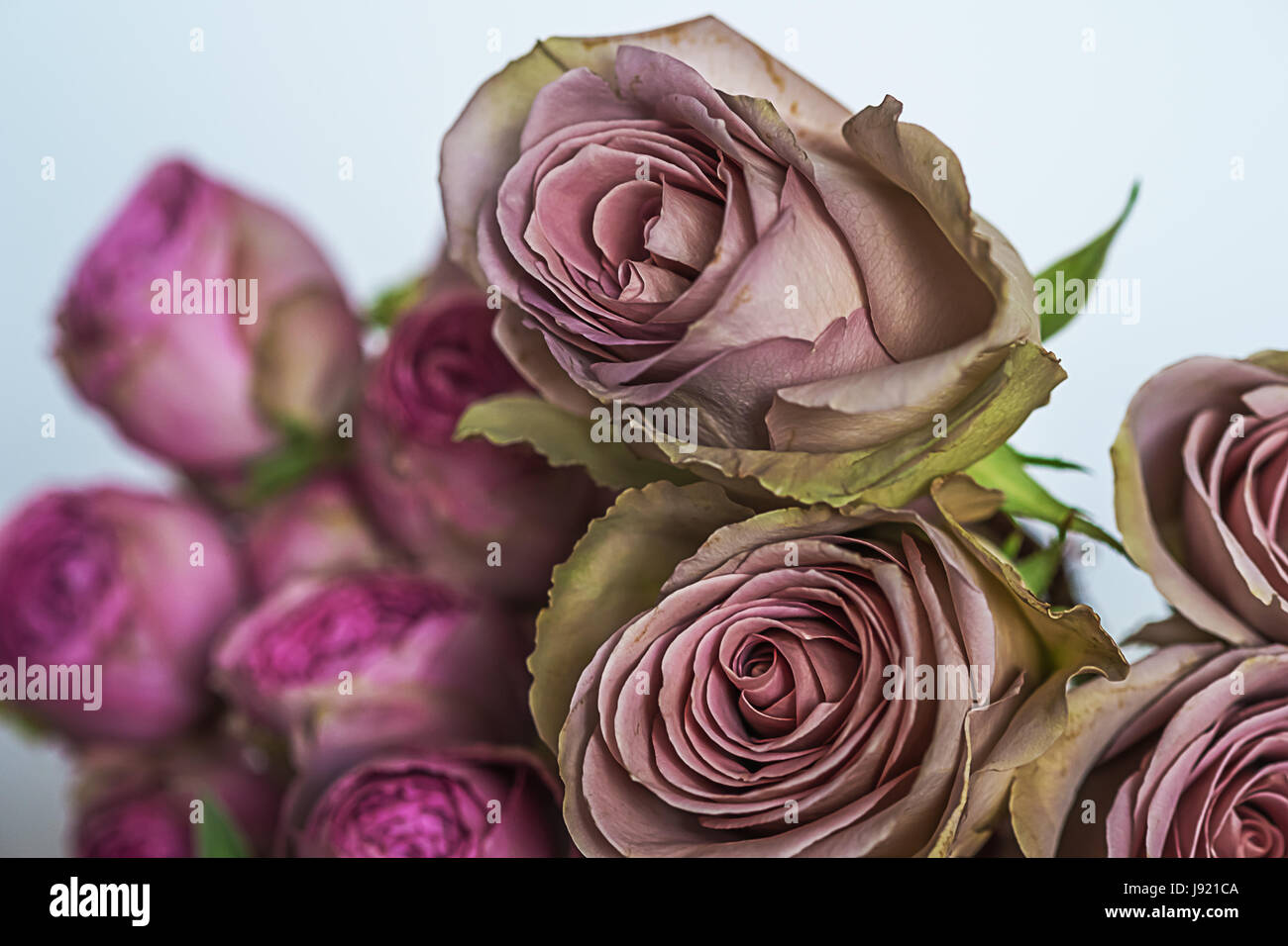 Fresh textures hi-res stock photography and images - Alamy