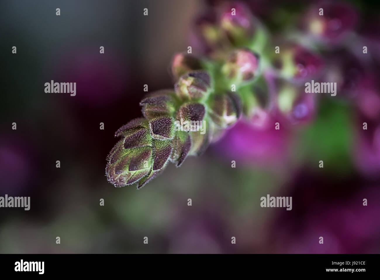 Stylish violet flower hi-res stock photography and images - Alamy