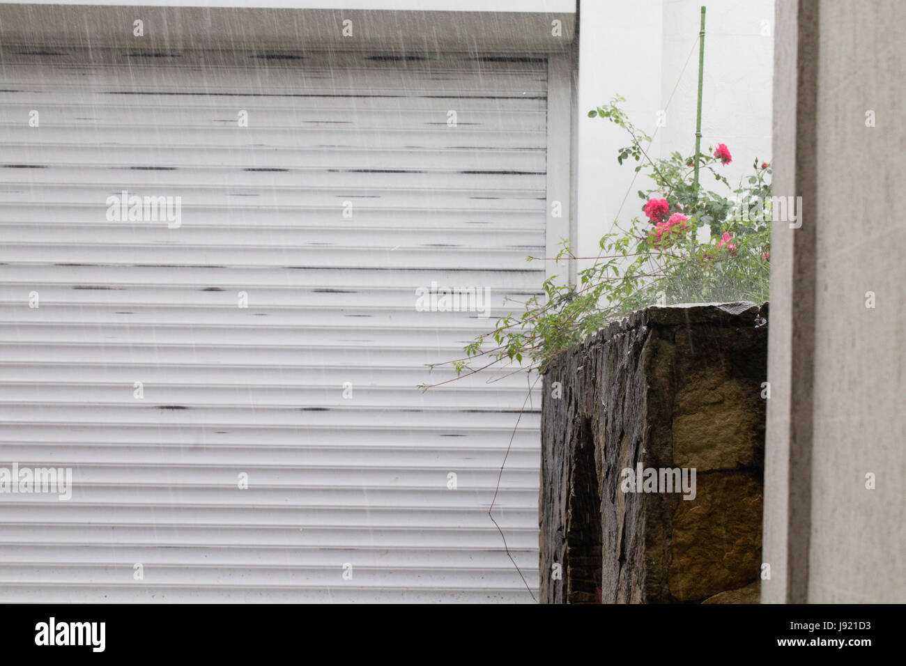 Summer rain in the yard. There are a gate and a bush of the rose Stock ...