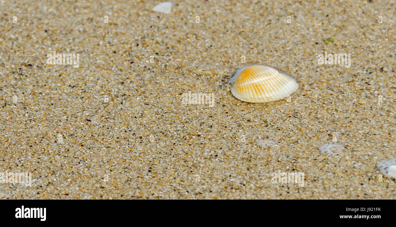 Many type of sea shells on the beach sand, Black Sea shore, texture ...