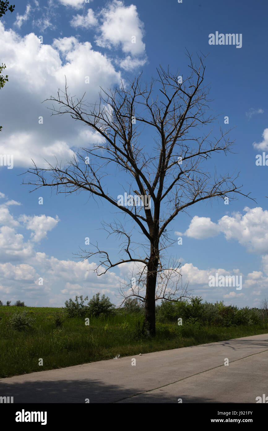 Dry tree and blue sky. A road runs near a dead tree Stock Photo - Alamy