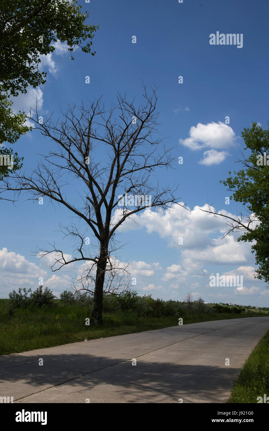 Dry tree and blue sky. A road runs near a dead tree Stock Photo - Alamy