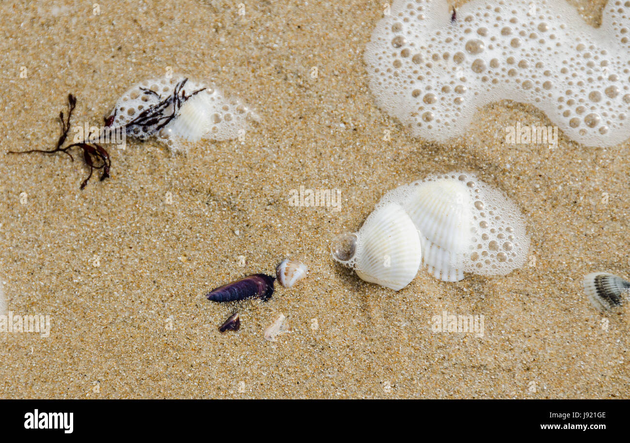 Many type of sea shells on the beach sand, Black Sea shore, texture ...