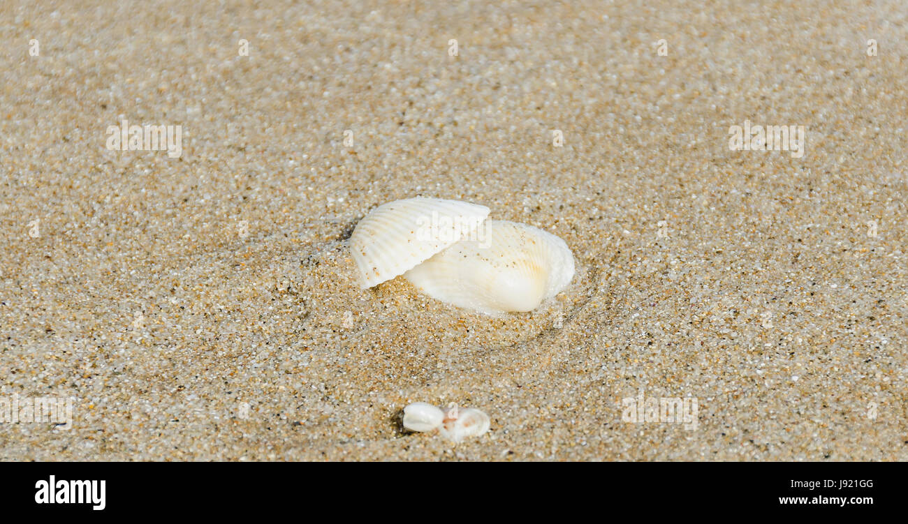 Many type of sea shells on the beach sand, Black Sea shore, texture ...