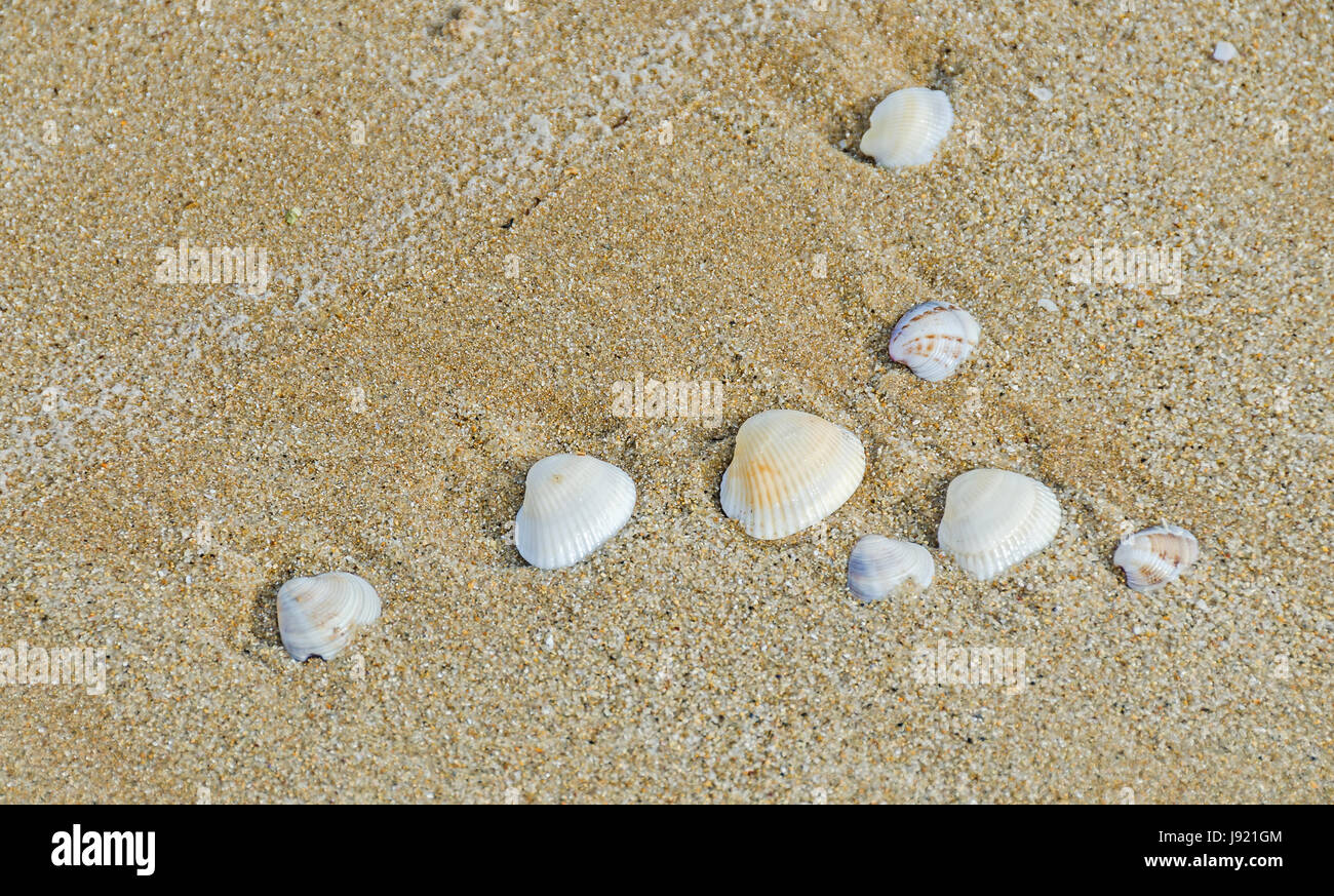 Many type of sea shells on the beach sand, Black Sea shore, texture ...