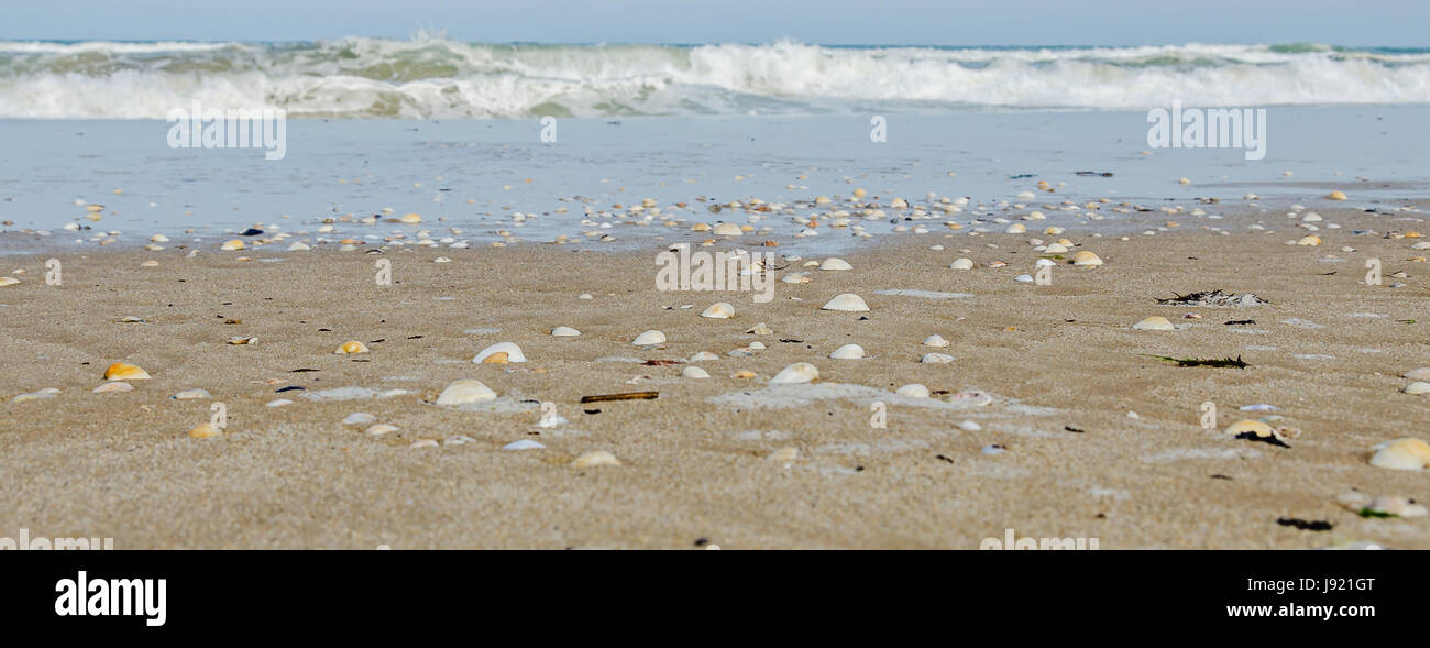 Many type of sea shells on the beach sand, Black Sea shore, water waves ...
