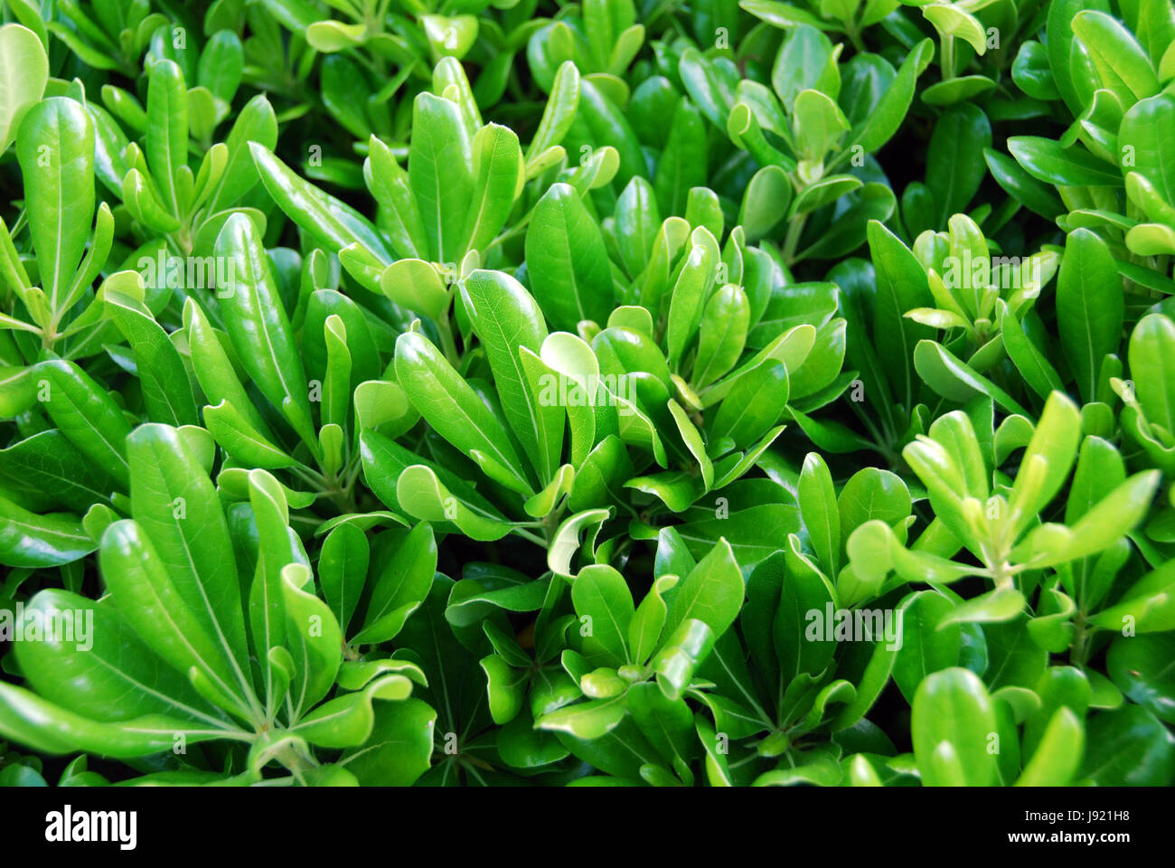 leaf, garden, leaves, flora, botany, spring, bouncing, bounces, hop ...