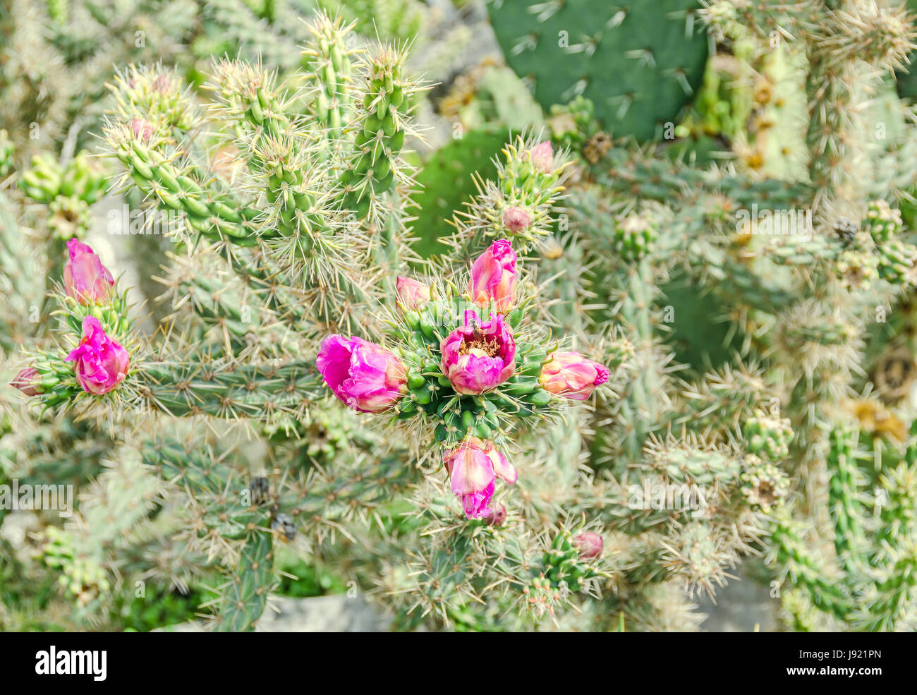 Pink flower Opuntia humifusa, the devils tongue, eastern prickly pear ...