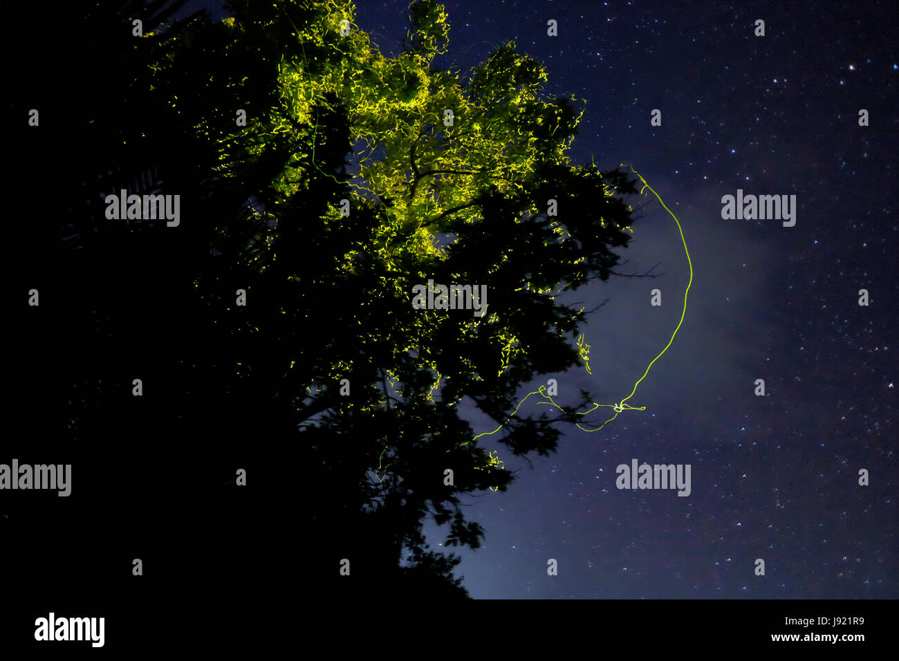 Night shot of fireflies in their thousands flying about within a single ...