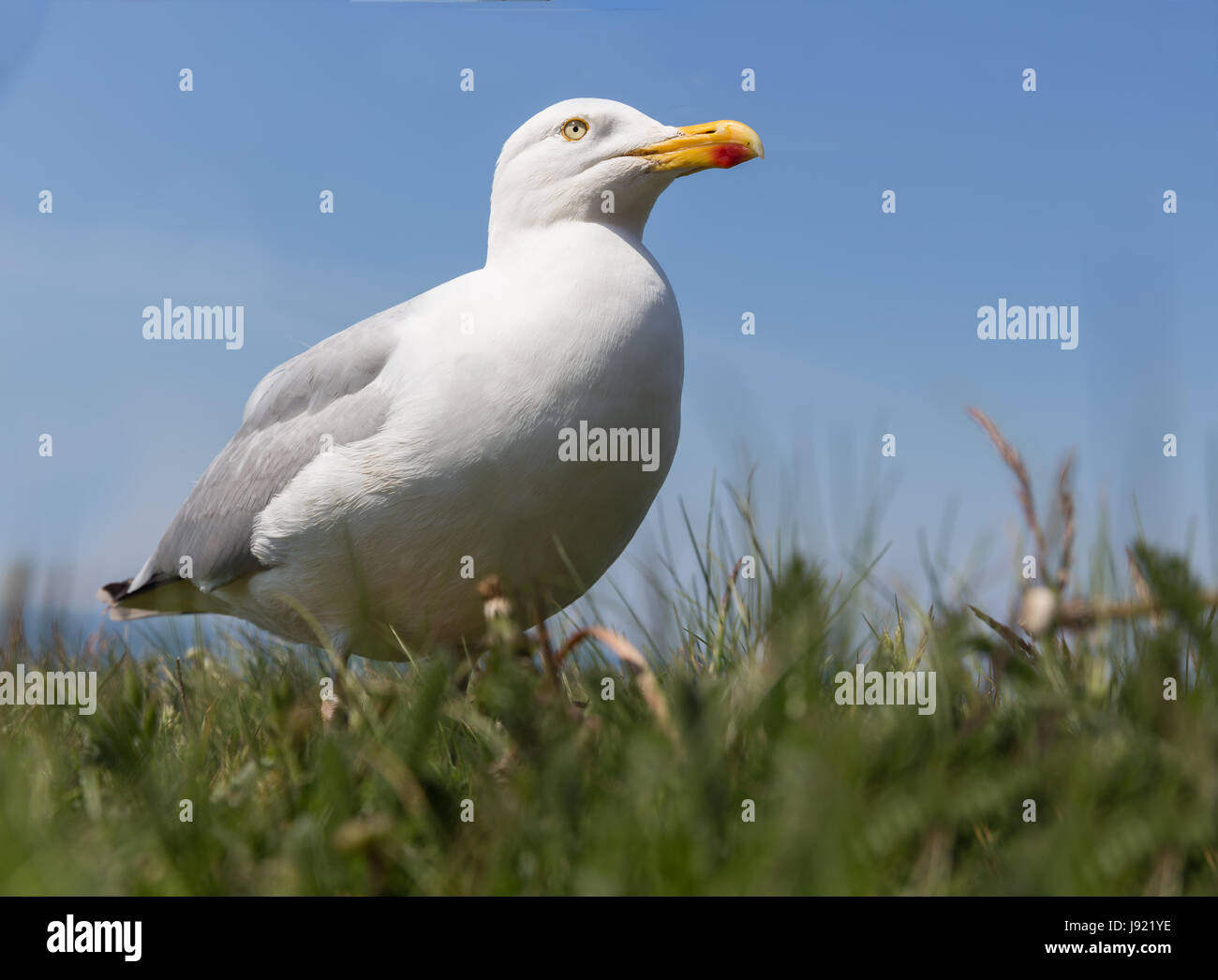 Frog perspective of Herring gull at German island Helgoland in the ...