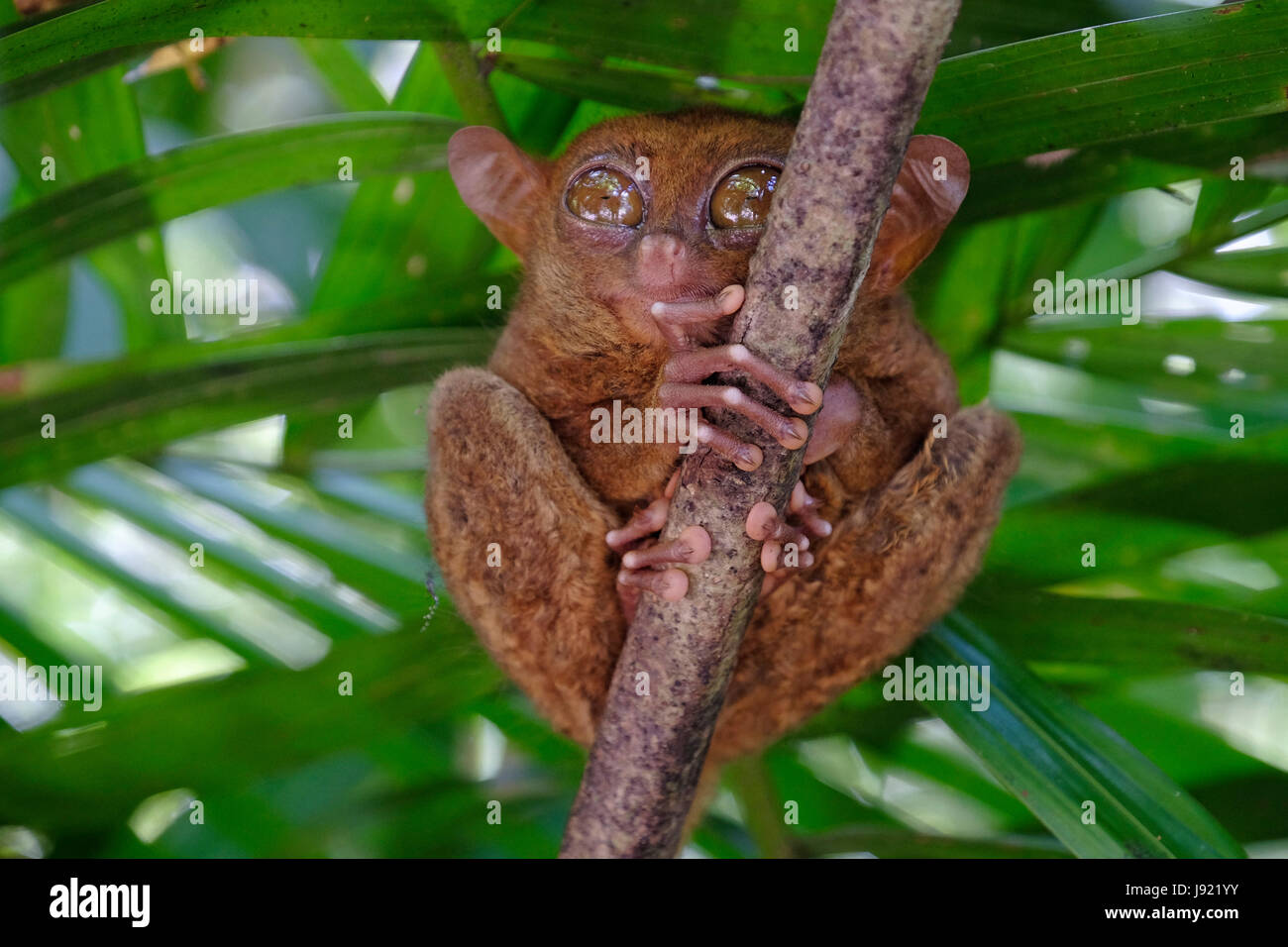 A Philippine tarsier Carlito syrichta climbing a tree in the island of ...