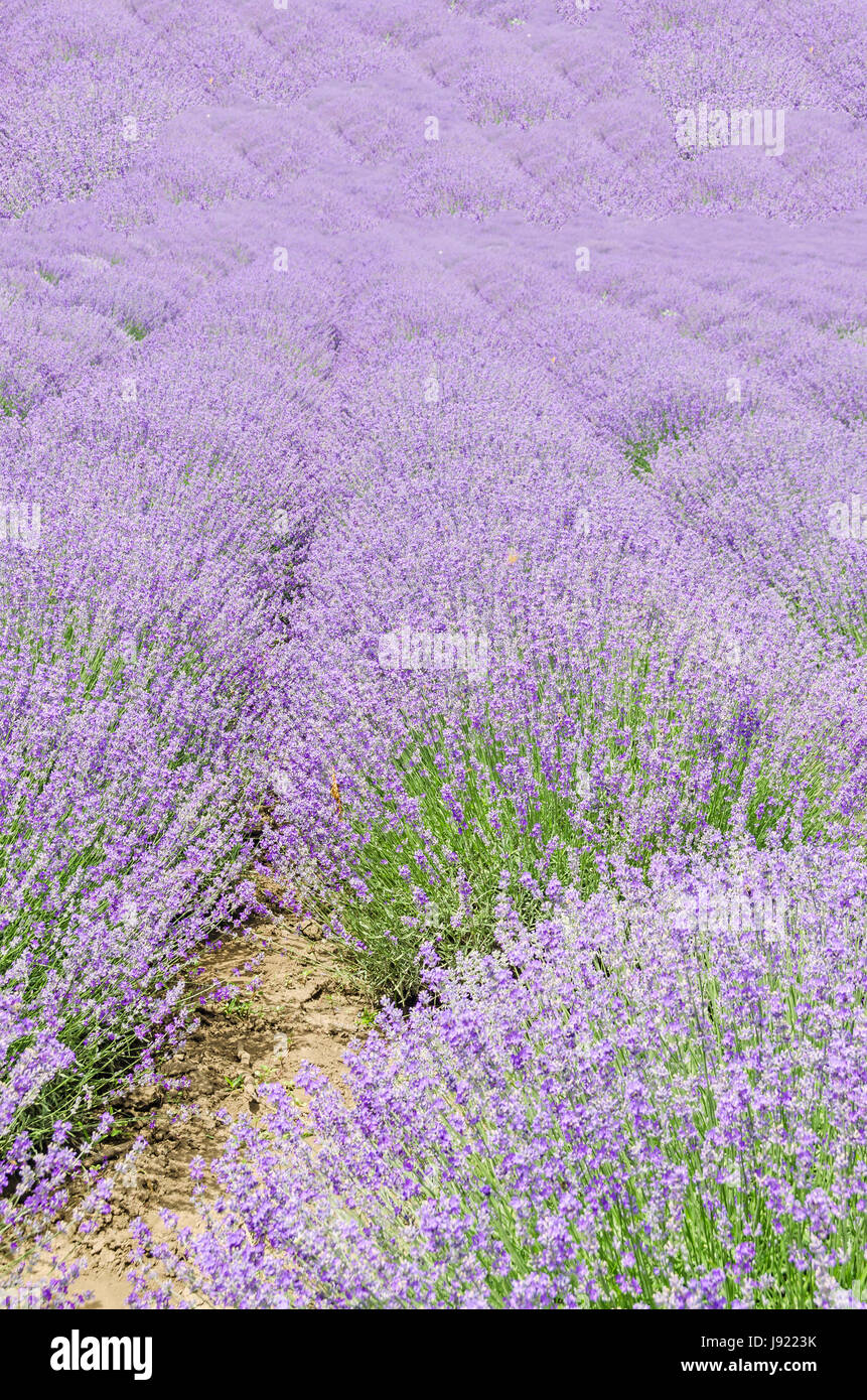 Field of mauve, purple Lavandula angustifolia, lavender, most commonly ...