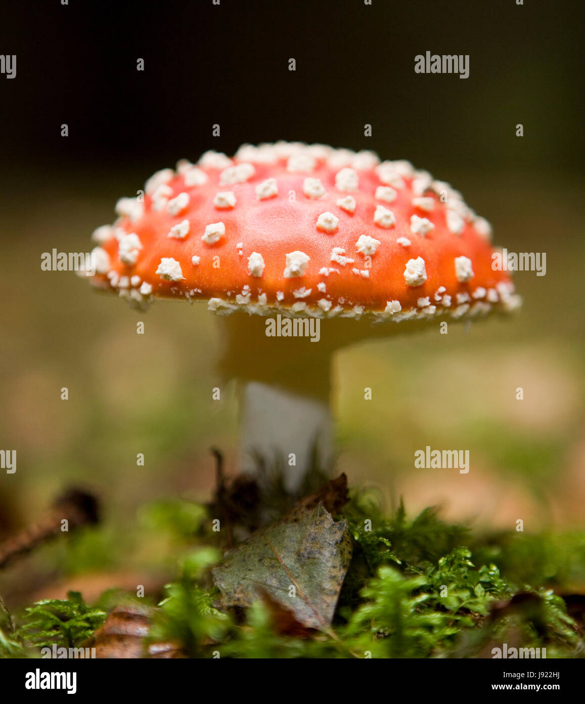moss, circle, spotted, mushroom, fungus, land, curve, realty, ground ...