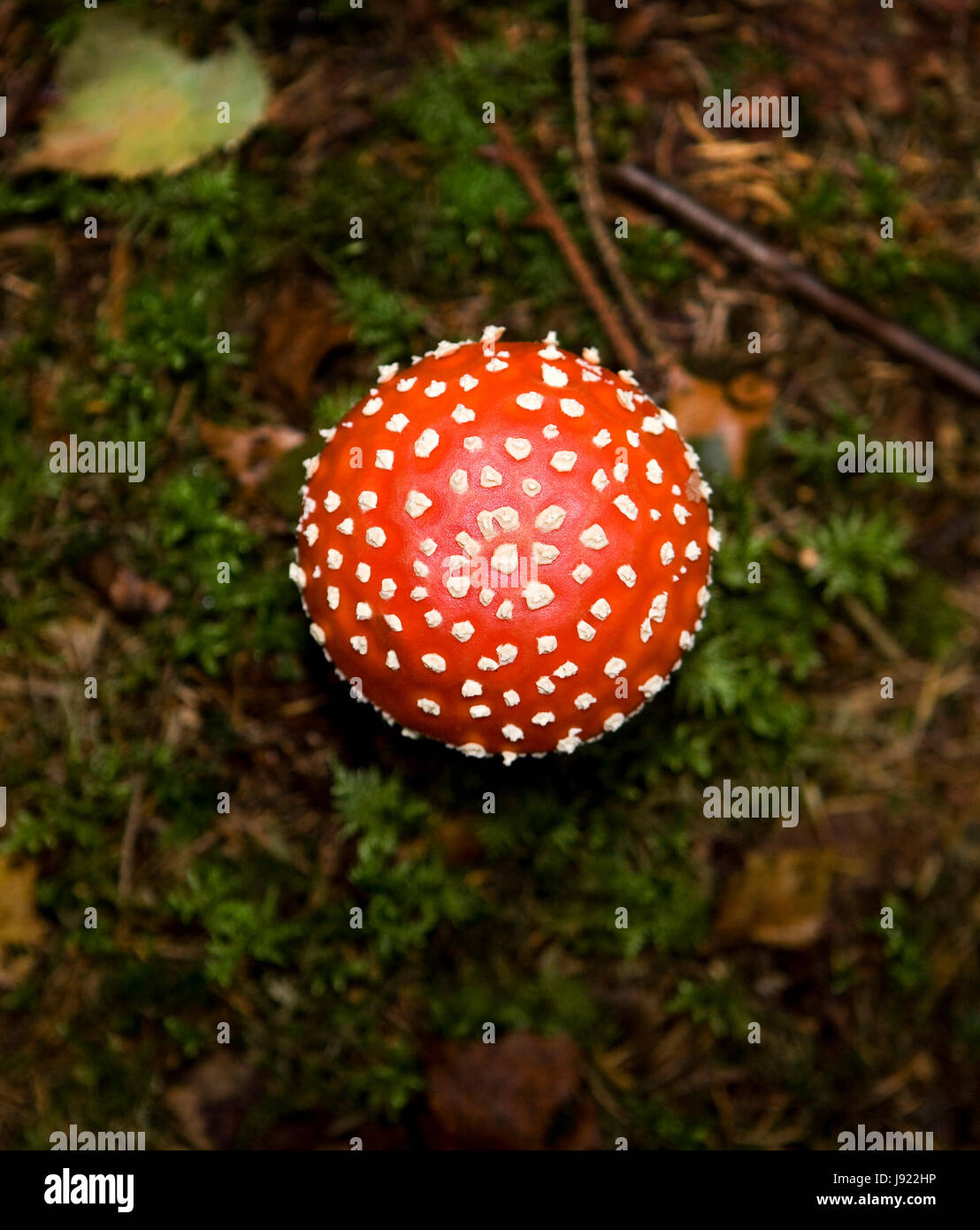 moss, circle, spotted, mushroom, fungus, land, curve, realty, ground ...