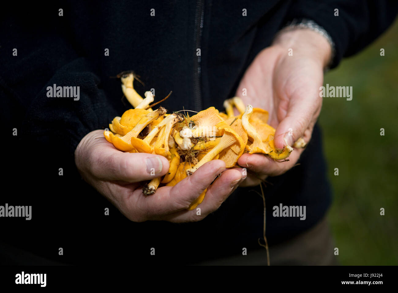 food, aliment, human, human being, ripe, woods, moss, mushroom, fungus ...