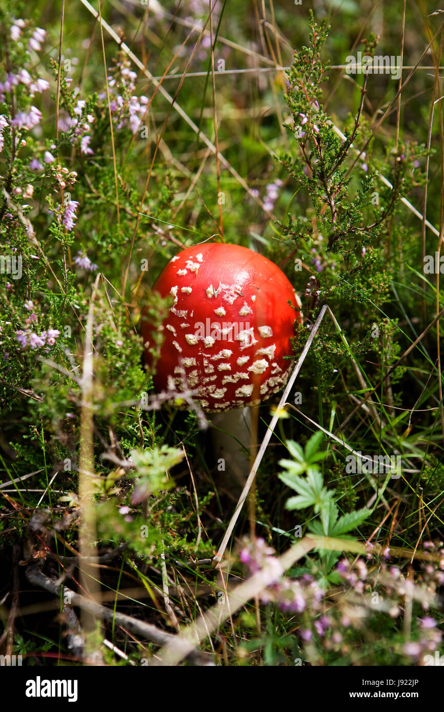 moss, circle, spotted, mushroom, fungus, land, curve, realty, ground ...
