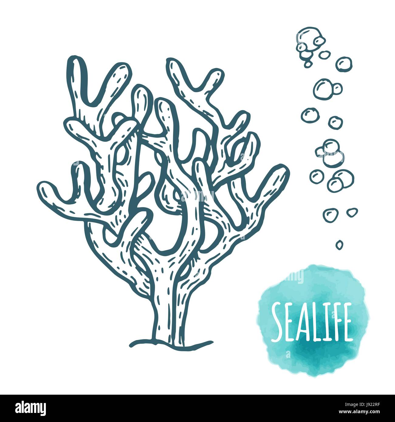 Hand drawn aquatic coral doodle vector illustration Stock Vector Image ...