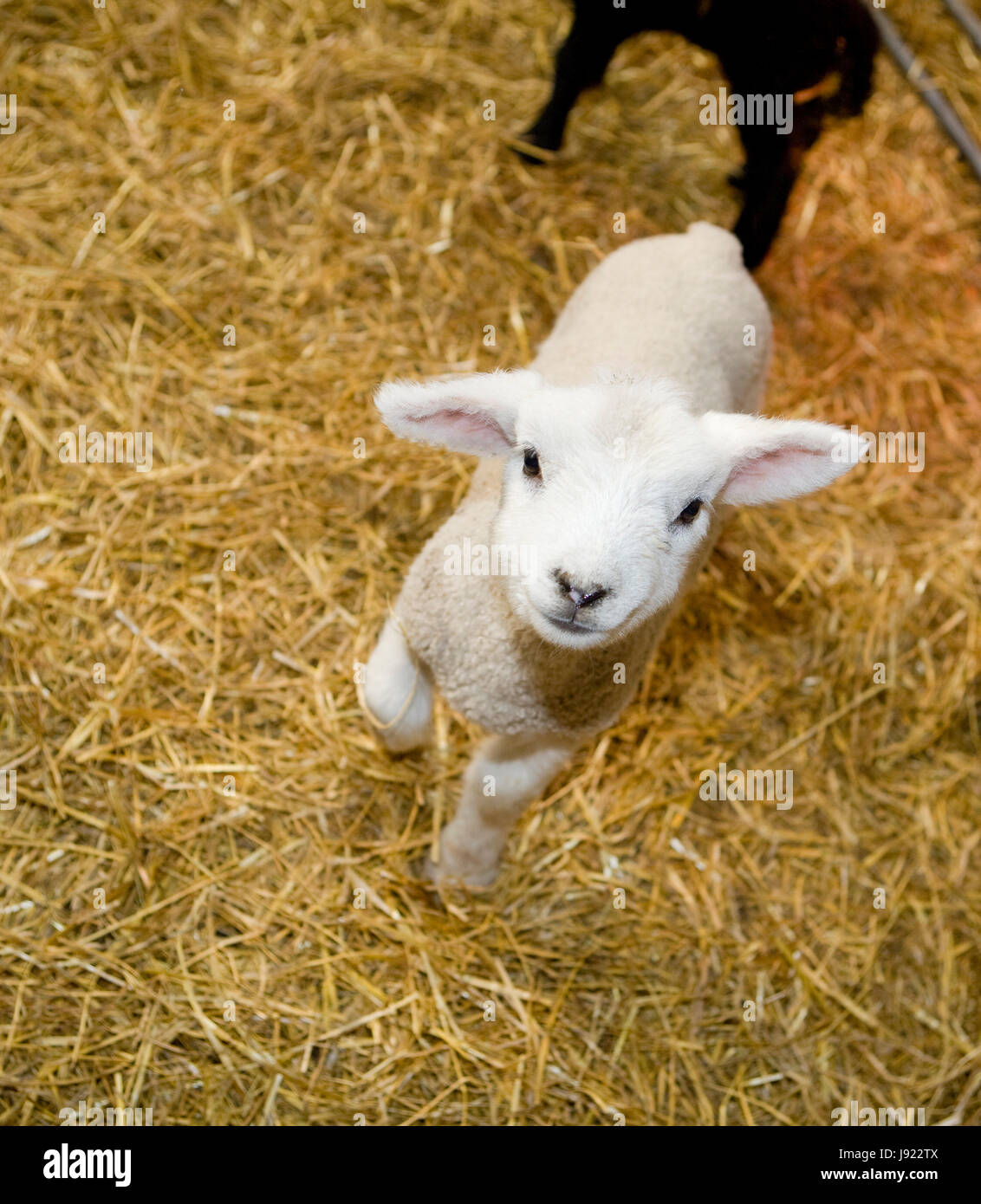 animal, curiosity, agriculture, farming, sheep, spring, bouncing ...