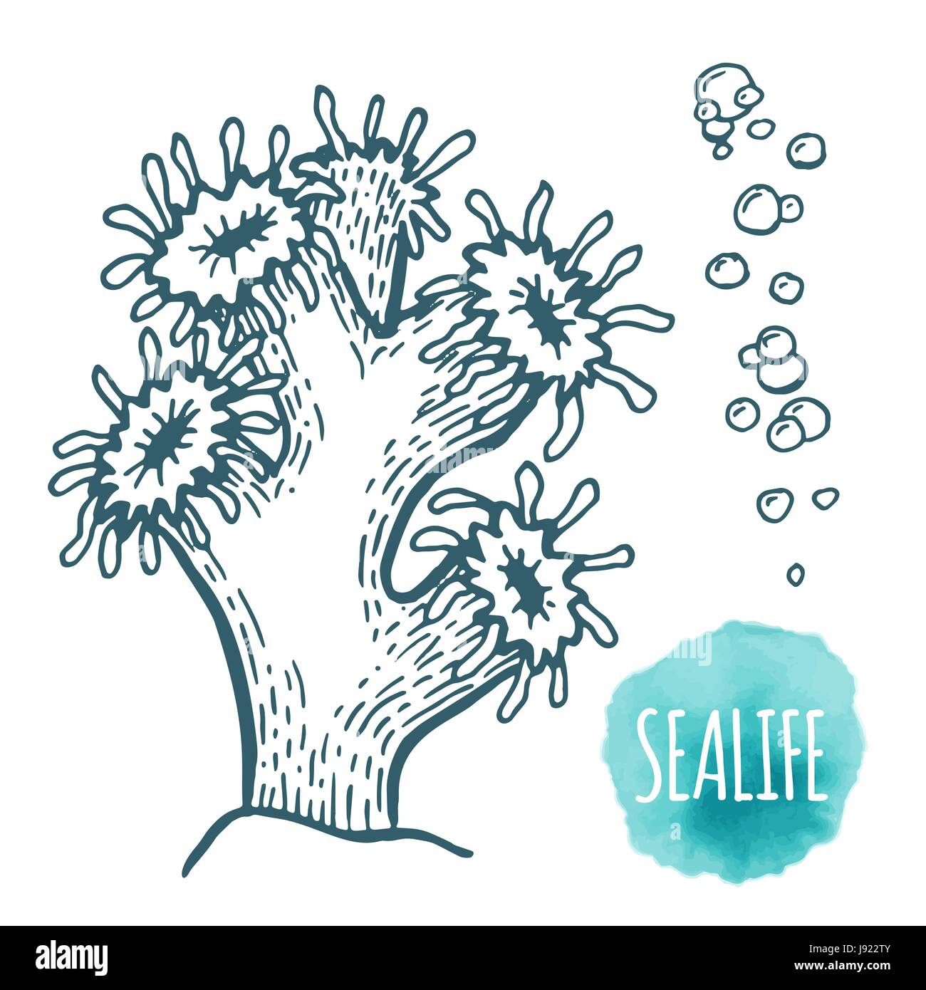 Hand drawn aquatic coral doodle vector illustration Stock Vector Image ...
