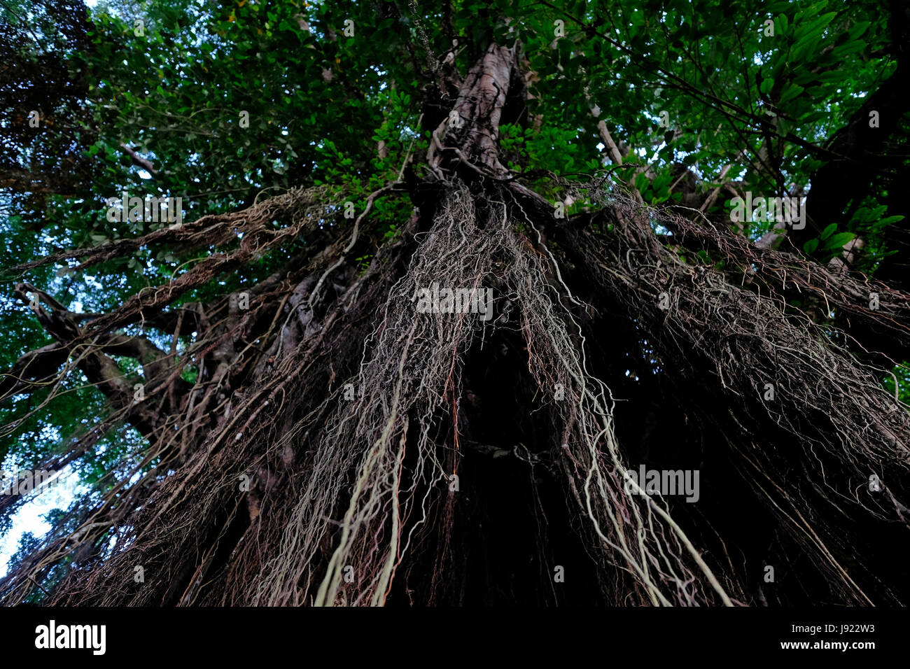 Upward view of the 400-year old balete tree from the genus Ficus in ...