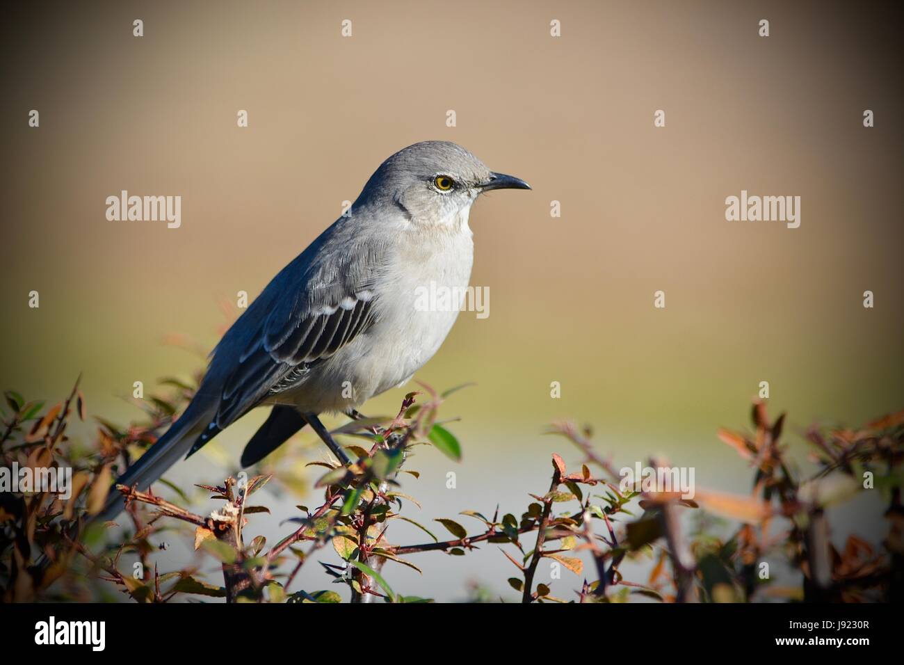 Mockingbird Feathers High Resolution Stock Photography and Images - Alamy