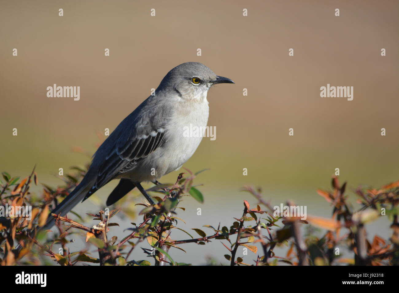 mockingbird sitting pretty Stock Photo - Alamy