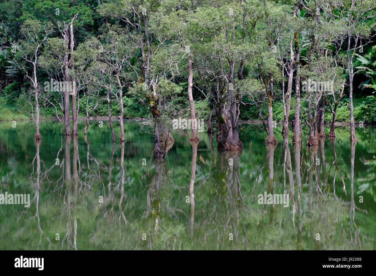 Indian Willow ( Salix tetrasperna) trees submerged in the freshwater of ...