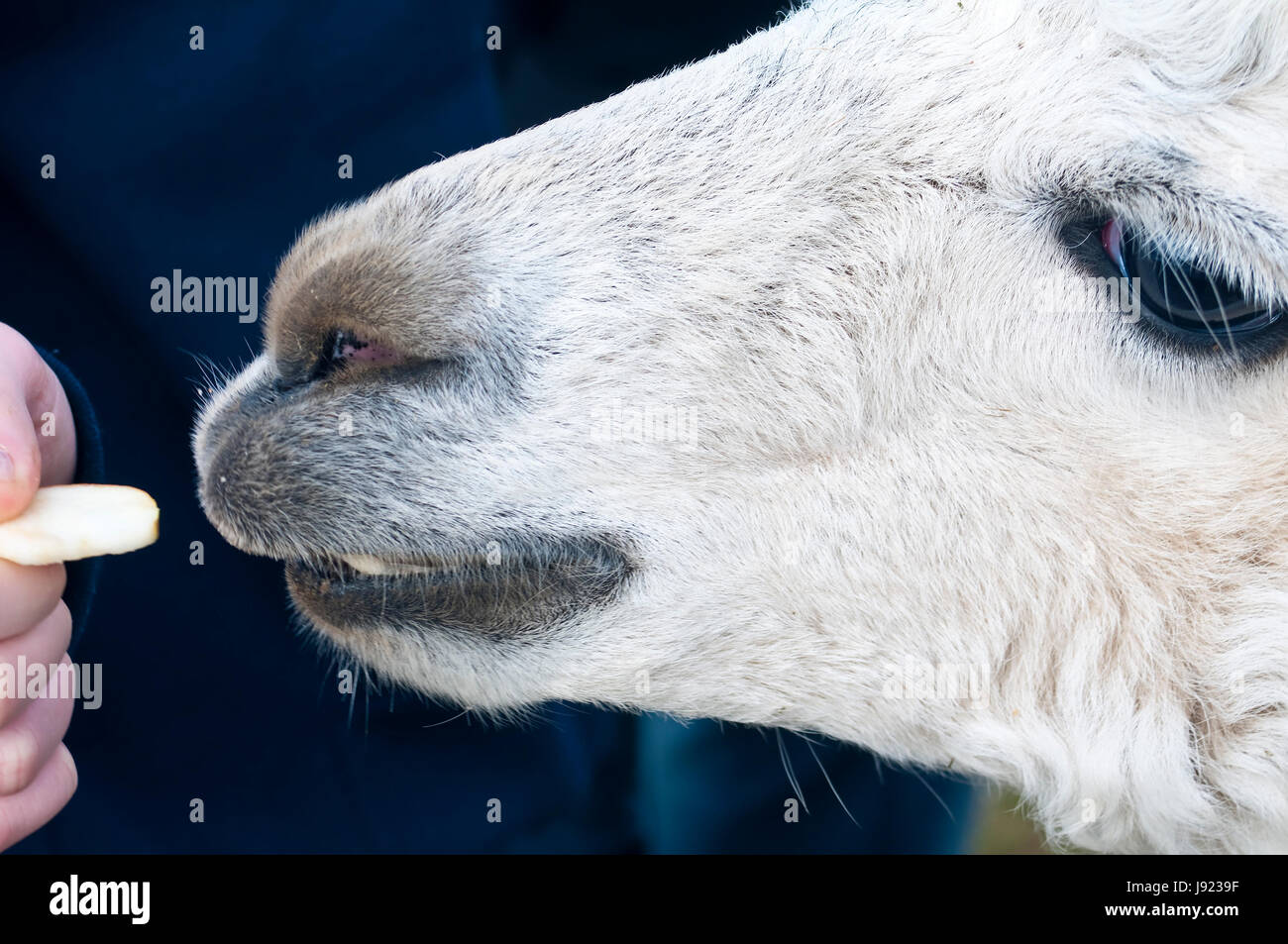 alpaca eats out of your hand Stock Photo - Alamy