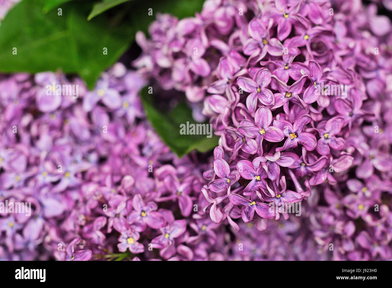 Flowering branches of lilac. Close-up Stock Photo - Alamy