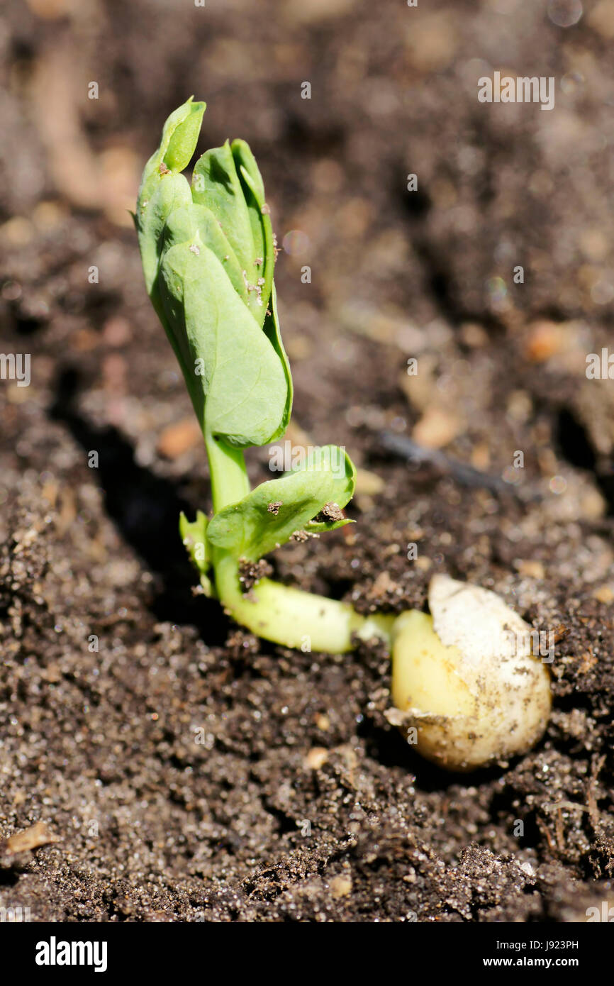 flower, plant, bloom, blossom, flourish, flourishing, flora, spring ...