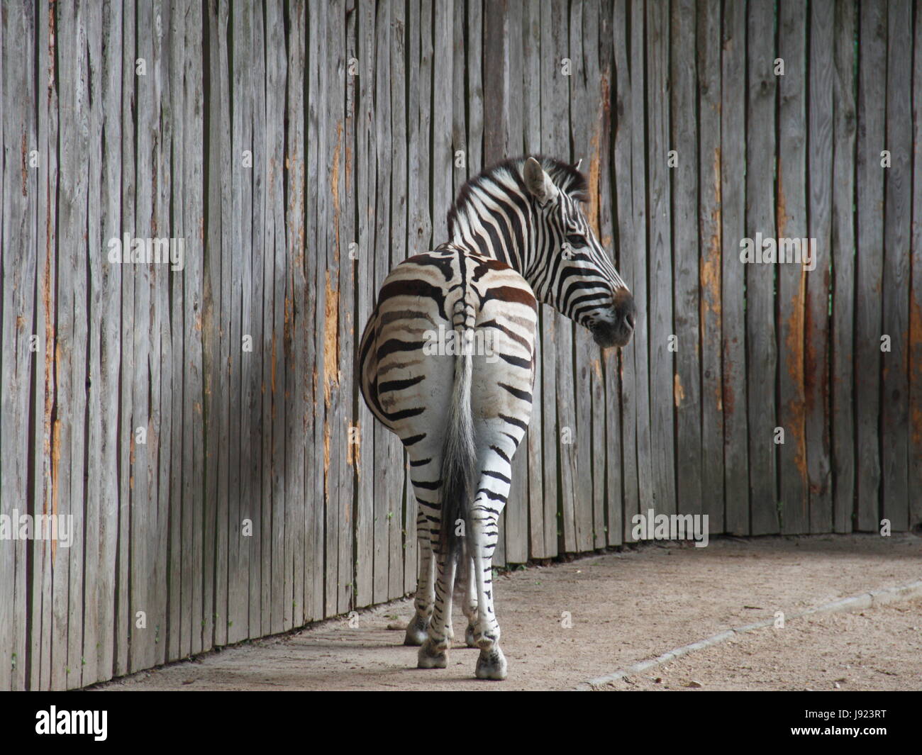 symbolic, striated, zebra, exotic, hoofed animals, stripes, stripe ...