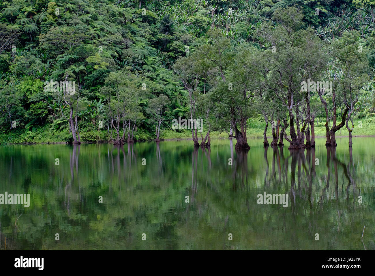 Indian Willow ( Salix tetrasperna) trees submerged in the freshwater of ...