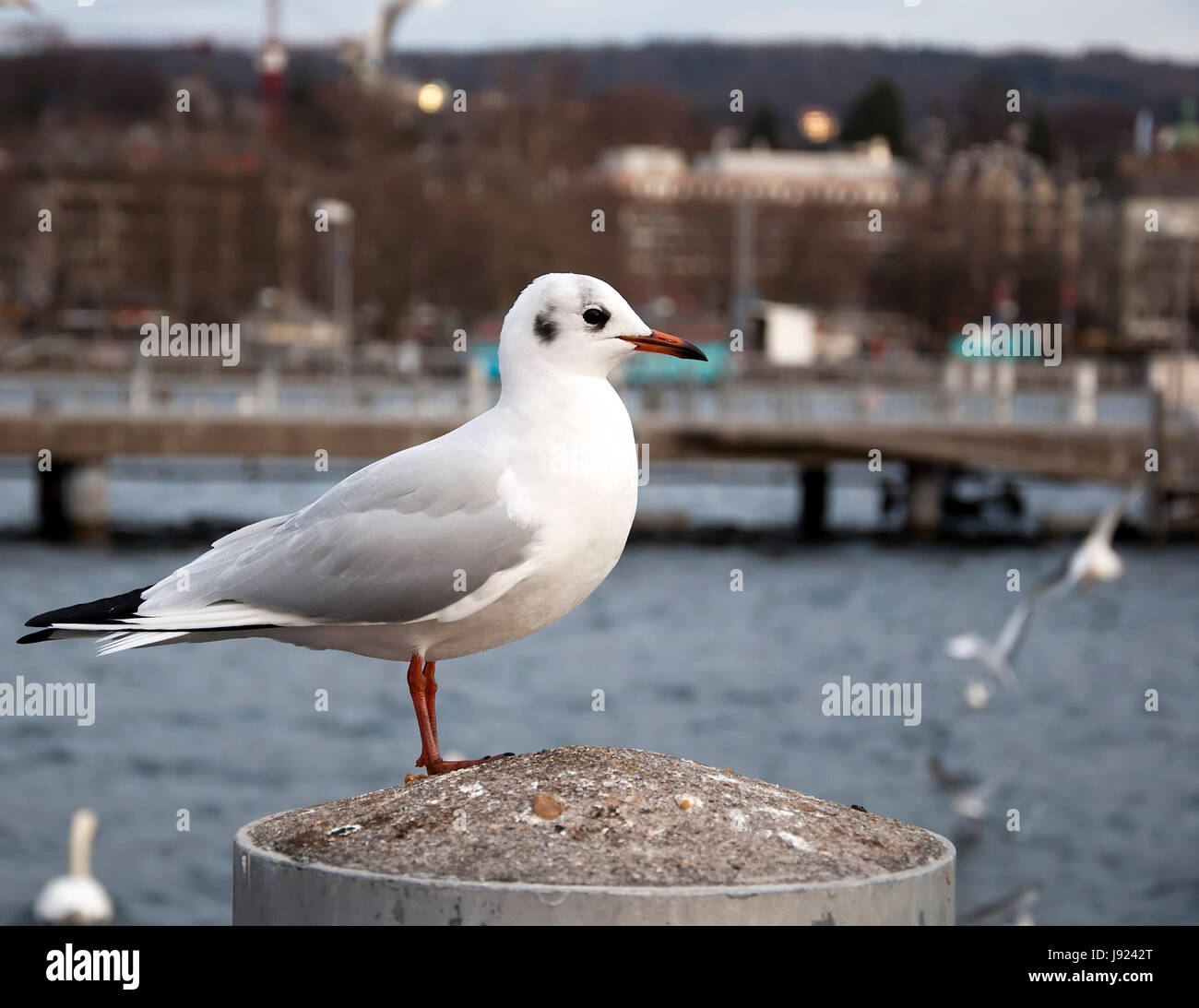 closeup, bird, pier, landscape, scenery, countryside, nature, water ...