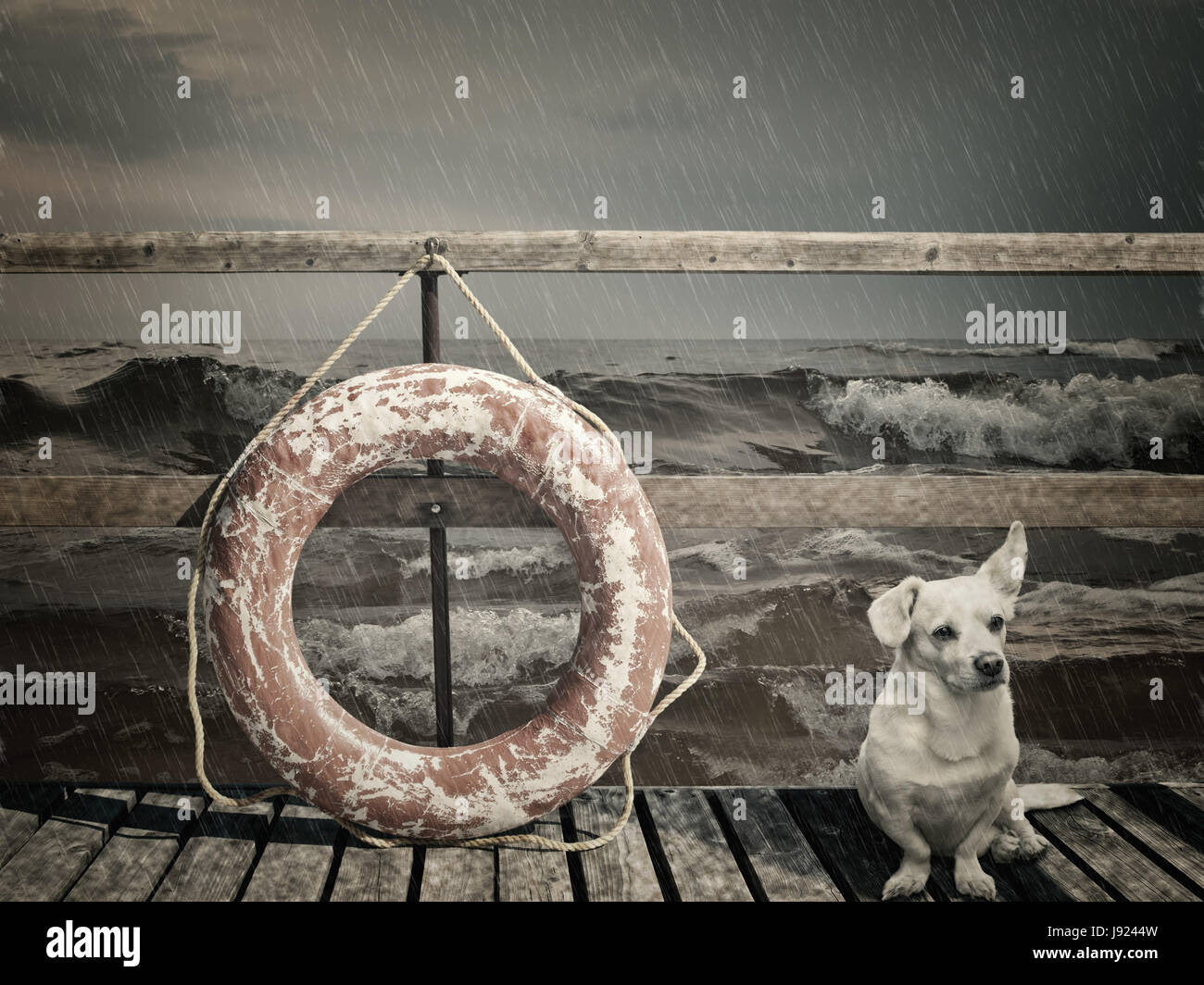 dog, pier, storm, rain, salt water, sea, ocean, water, gale, raining ...