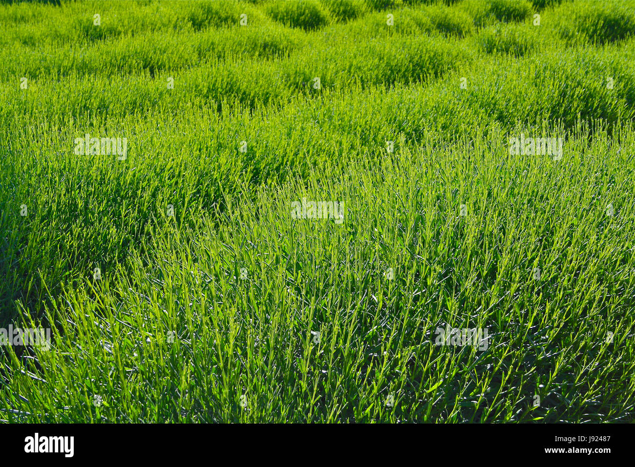 flower, plant, field, lavender, herb, scenery, countryside, nature ...