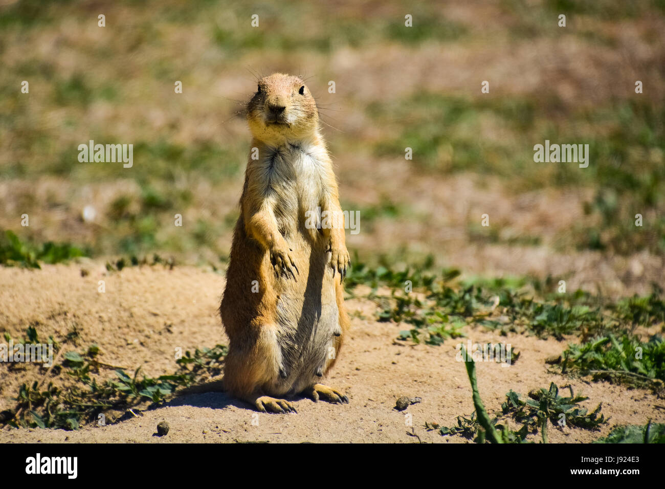 Young Female Black Tail Prairie Dog Near Her Burrow Denver Colorado ...
