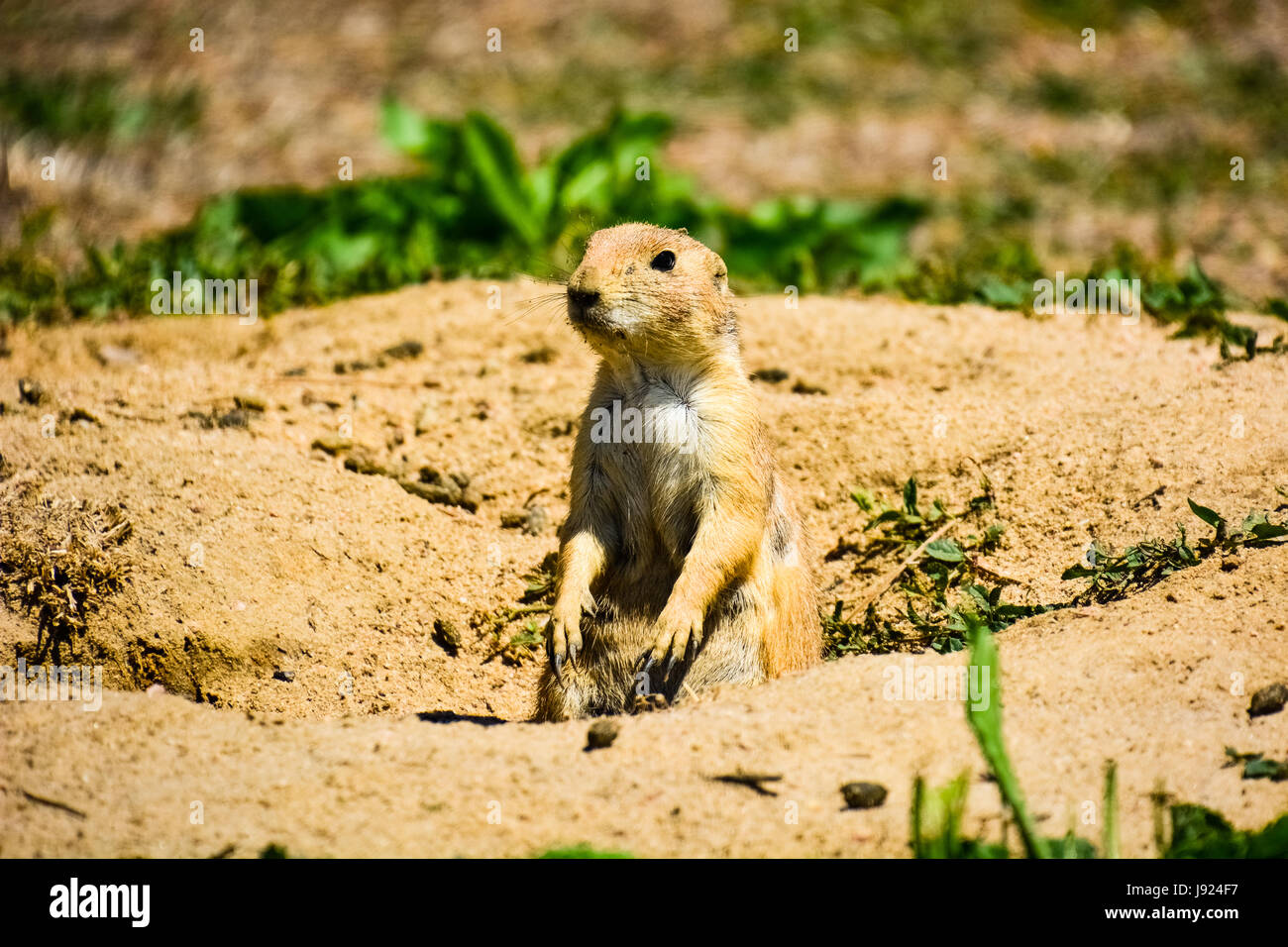 Young Female Black Tail Prairie Dog Near Her Burrow Denver Colorado ...