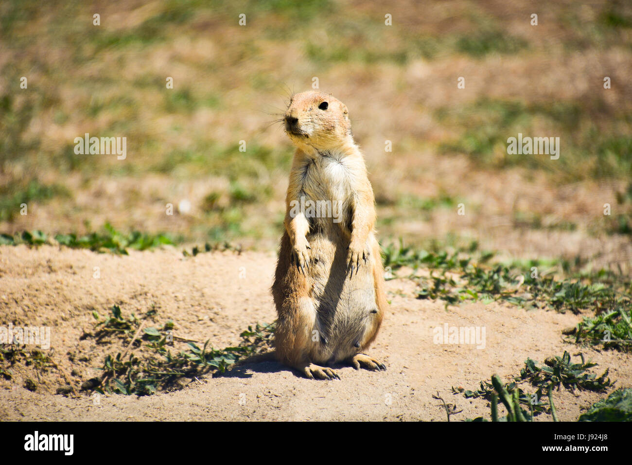 Young Female Black Tail Prairie Dog Near Her Burrow Denver Colorado ...