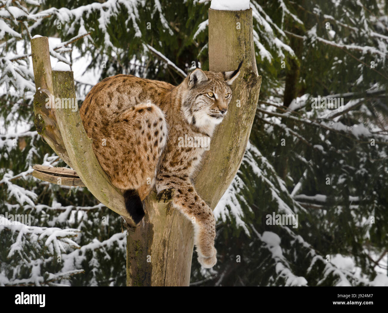 animal, animals, wildcat, wild animal, cat, big cat, feline predator ...