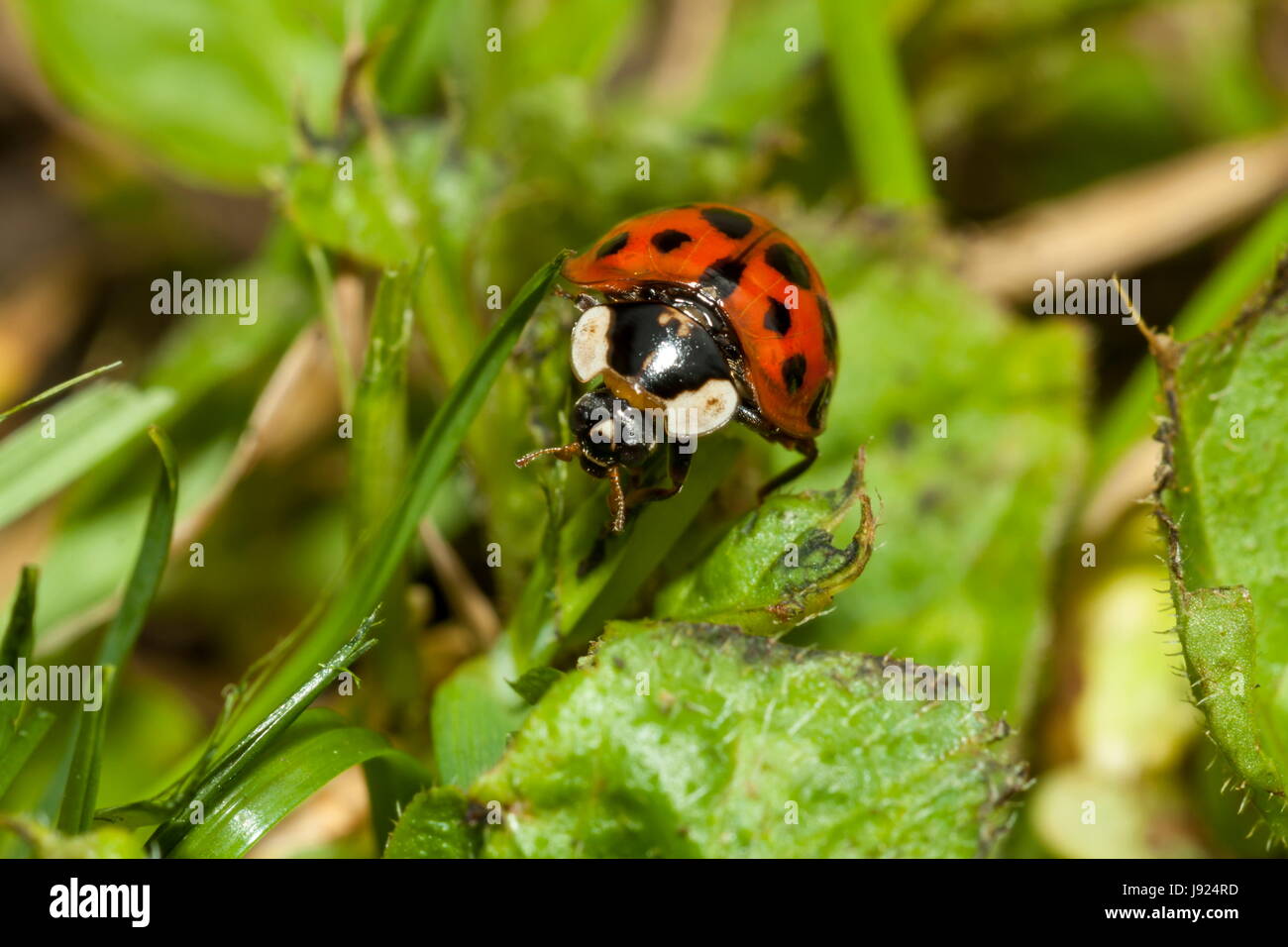 Ladybird Crawling High Resolution Stock Photography and Images - Alamy
